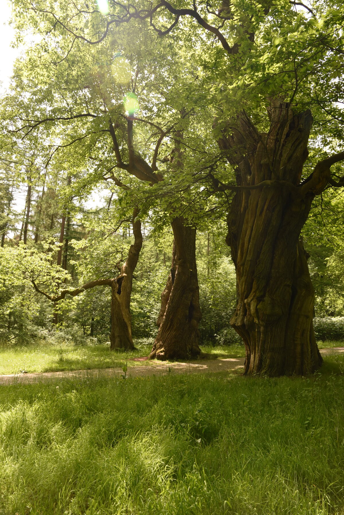 inspecteren monumentale- en veteranenbomen - GT Bomen